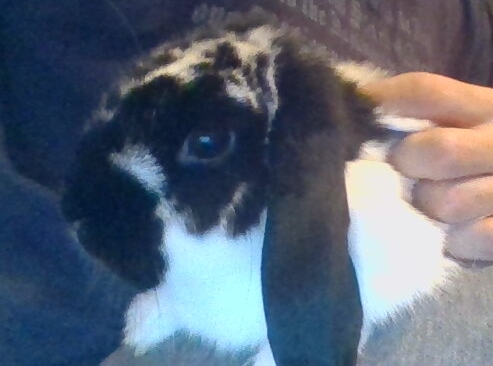 Home – Timothee Mickus